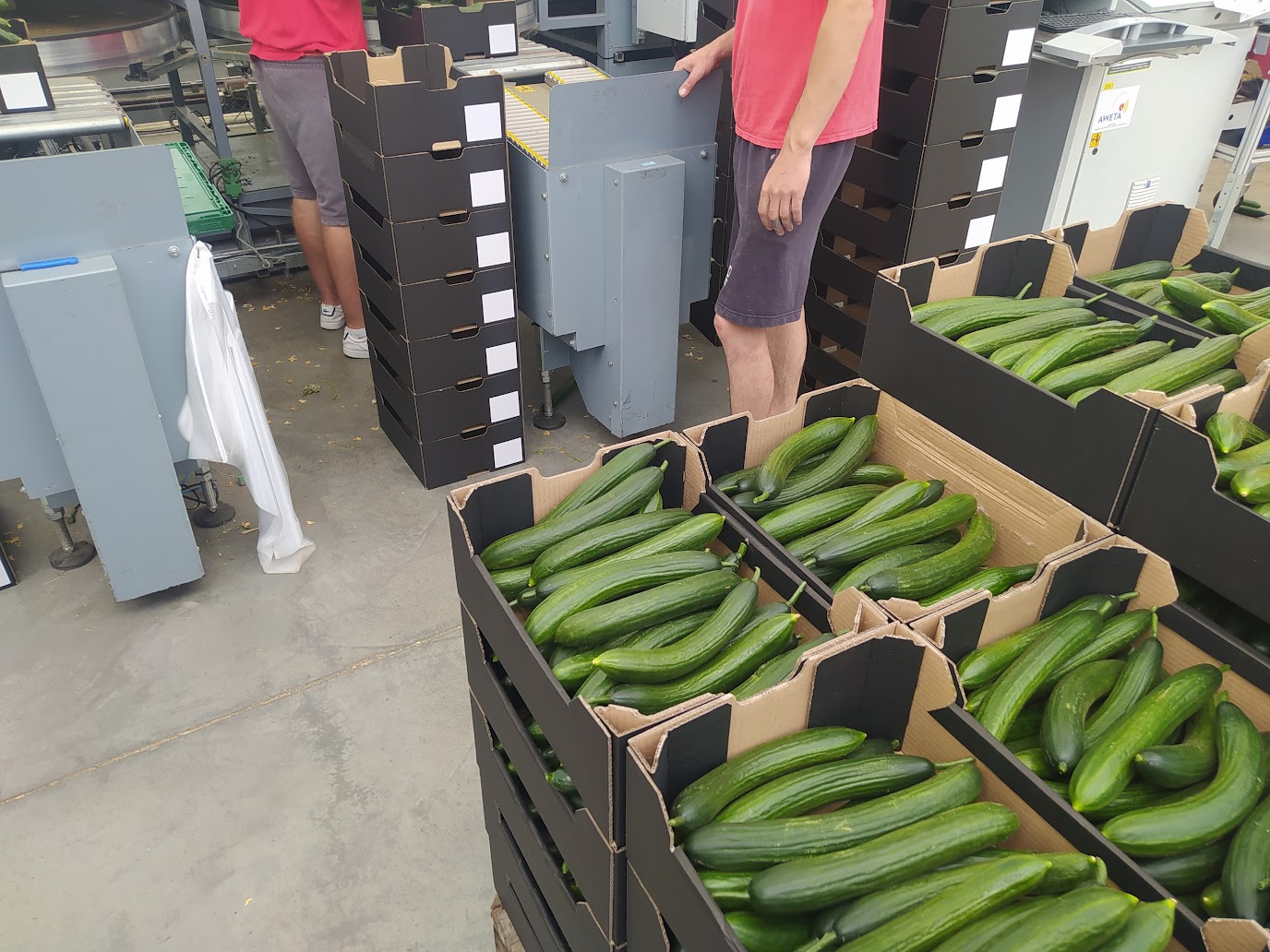 Crop cultivation employee - Cucumbers - Flexible Human Services